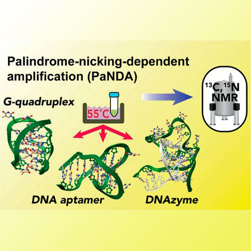 Easy 13c 15n Labeling Of Dna Through Isothermal Amplification Applications To G Quadruplex